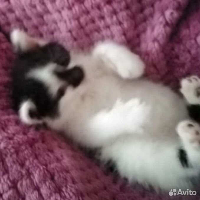 Котенок девочка 2.5 месяца