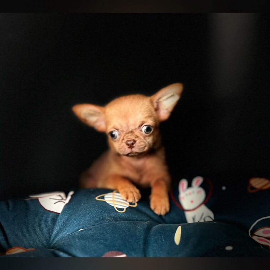 Чихуахуа малышок