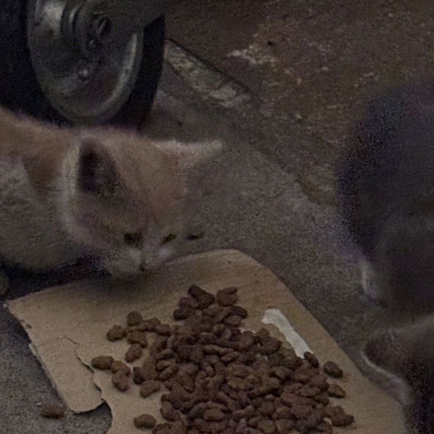 Котята в добрые руки