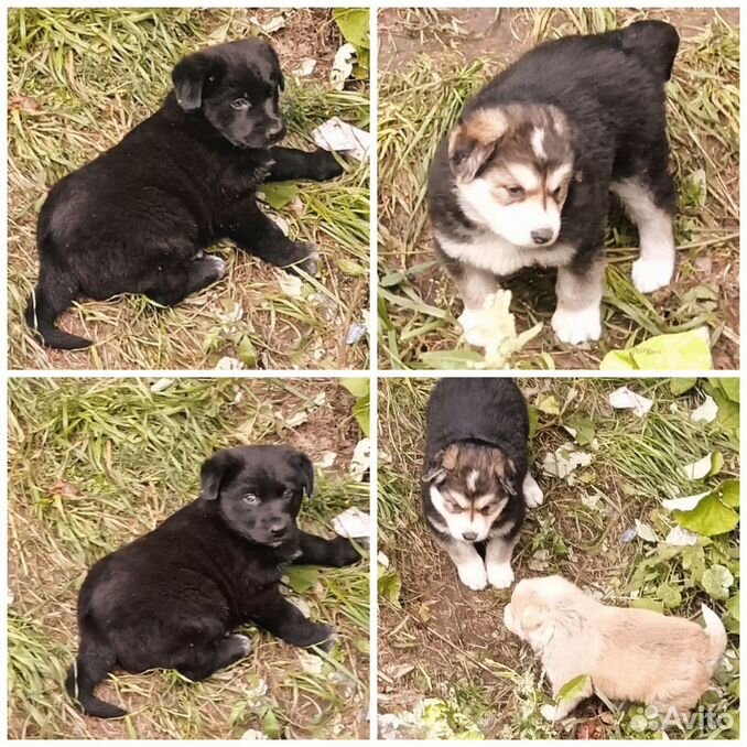 Щенки погибают от голода и холода