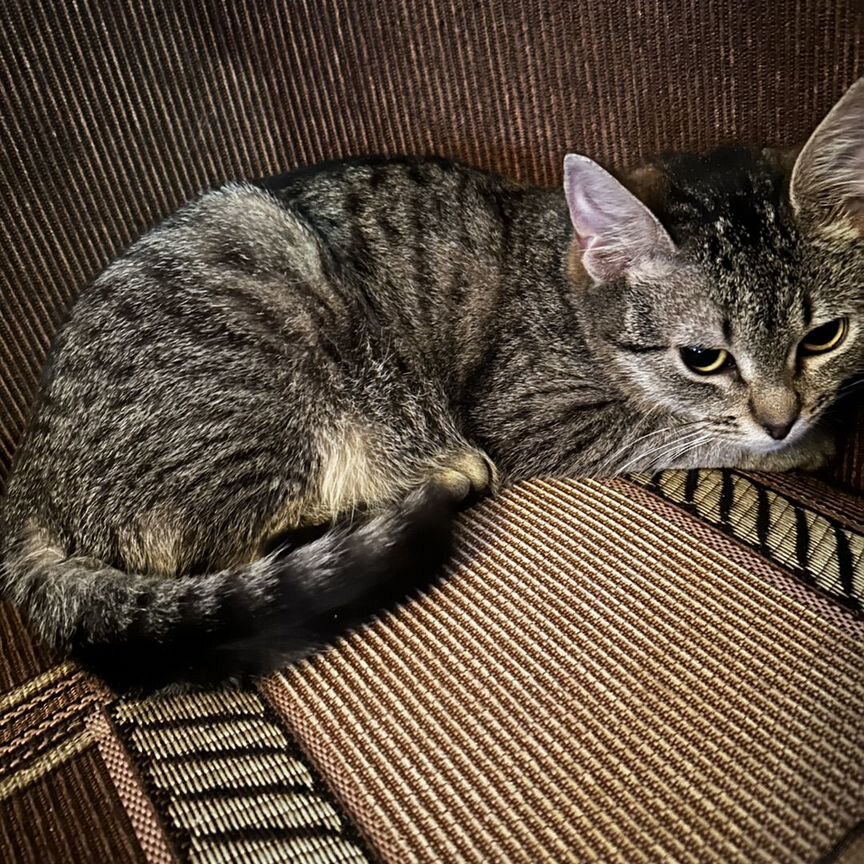 Кошка