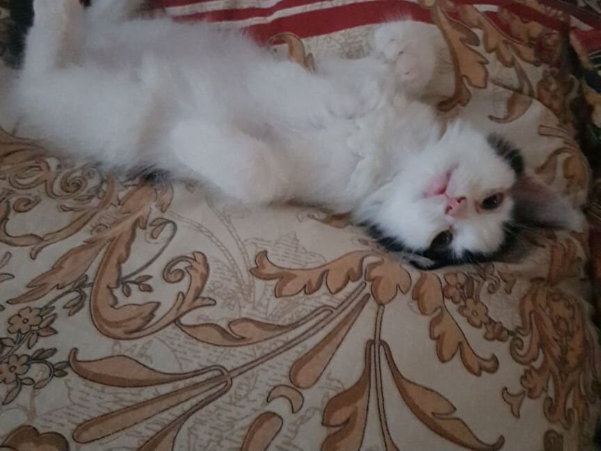 Котенок в добрые руки