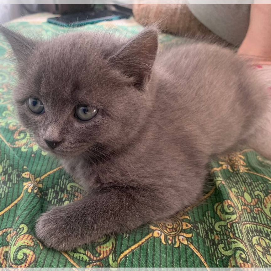 Британская кошка