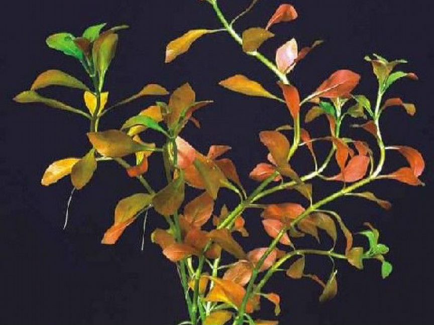 Аквариумные растения Людвигия