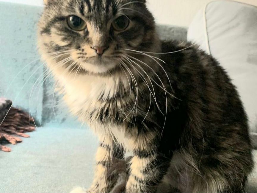 Кошка молодая пушистая фенотип Сибирская