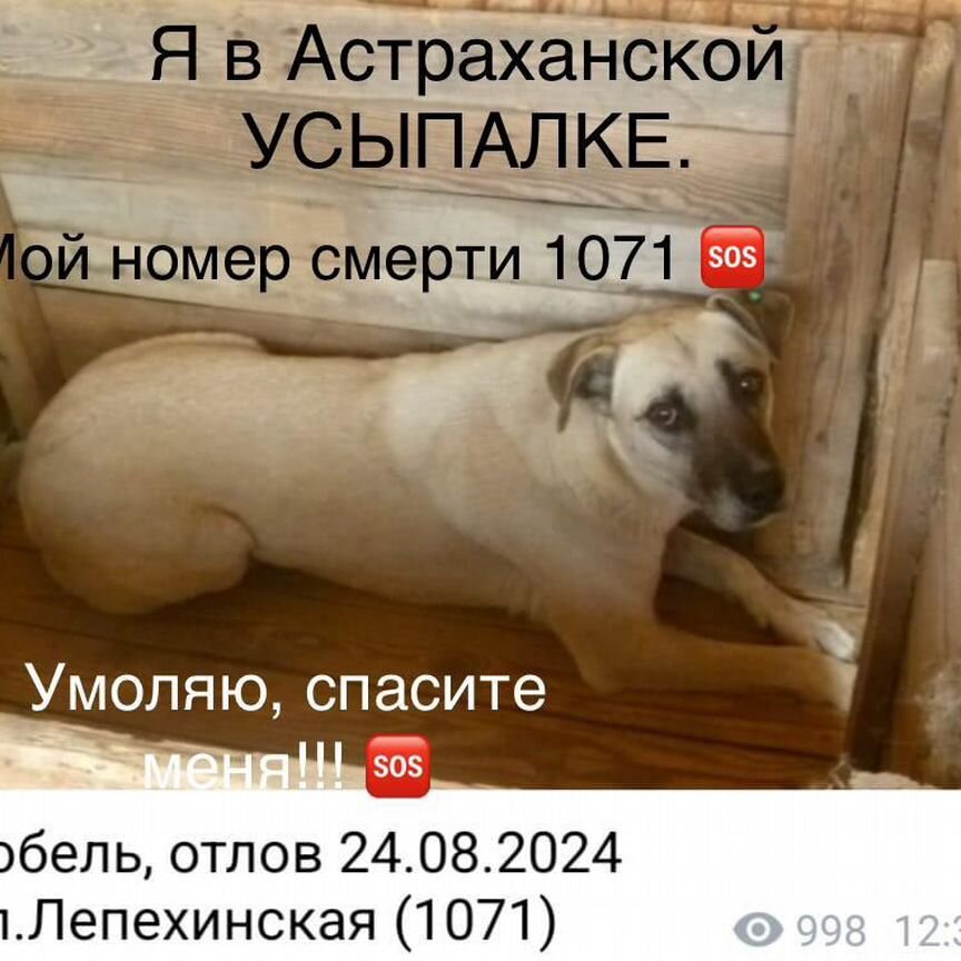 Собака в усыпалке