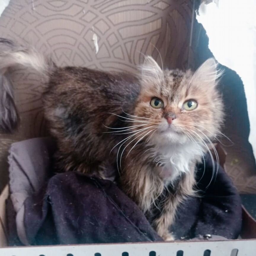Котенок брошенная девочка Сибирячка