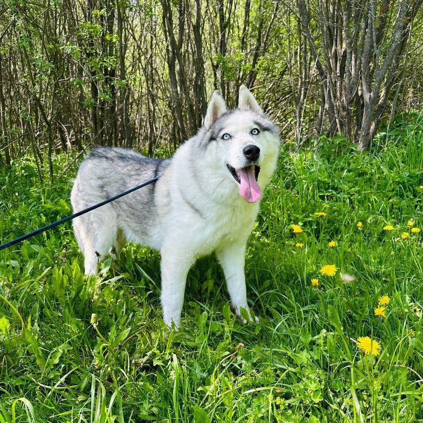 В добрые руки