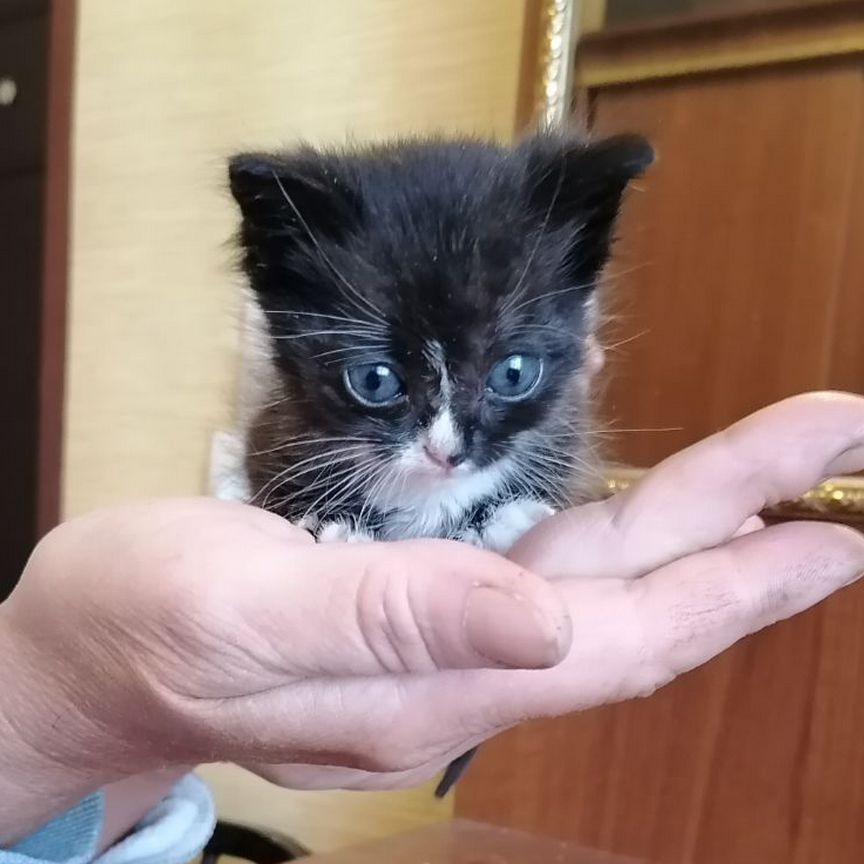 Отдам маленьких котят в добрые руки