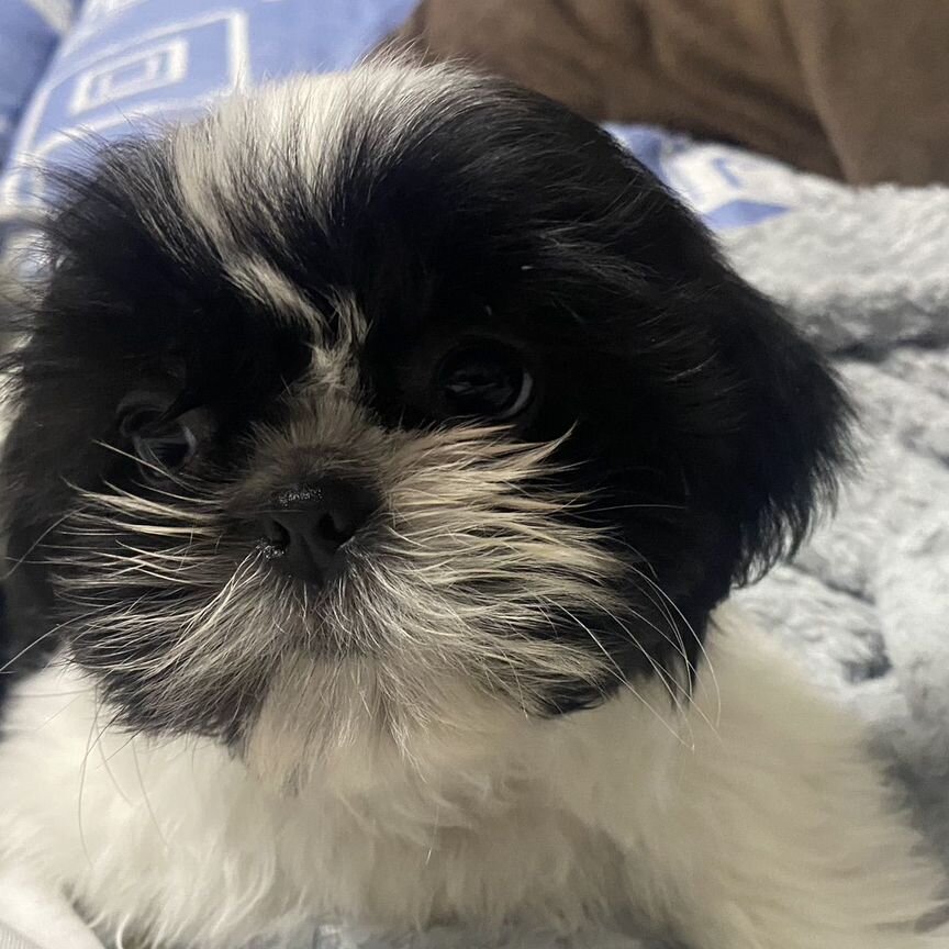 Ши-тцу, щенок