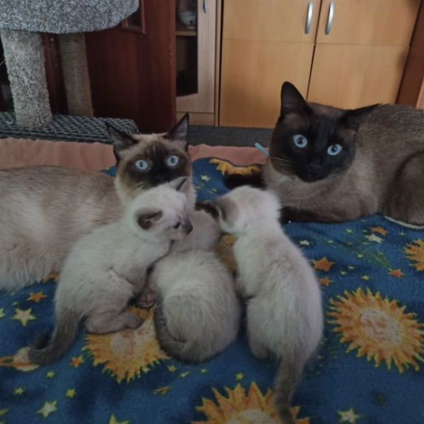 Тайские котята