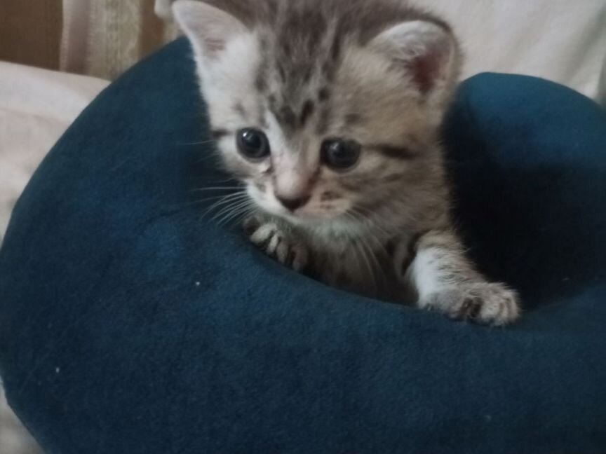 Британские котята