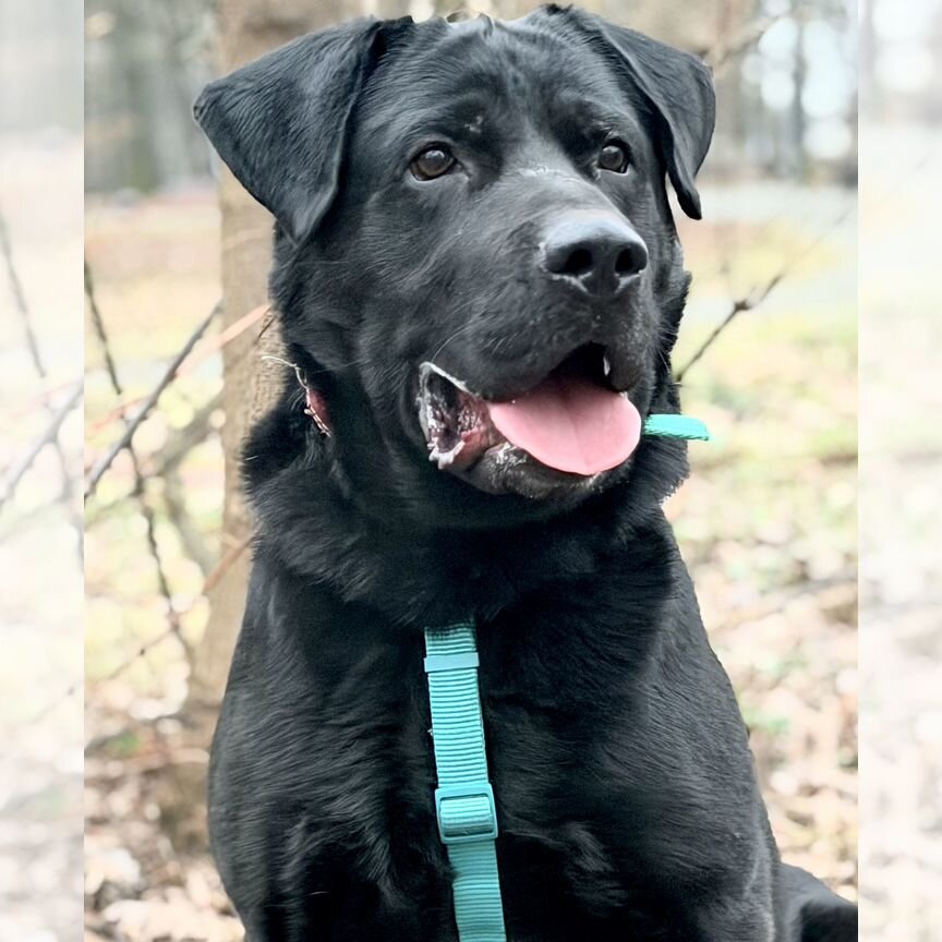 Лабрадор-ретривер, взрослый пёс