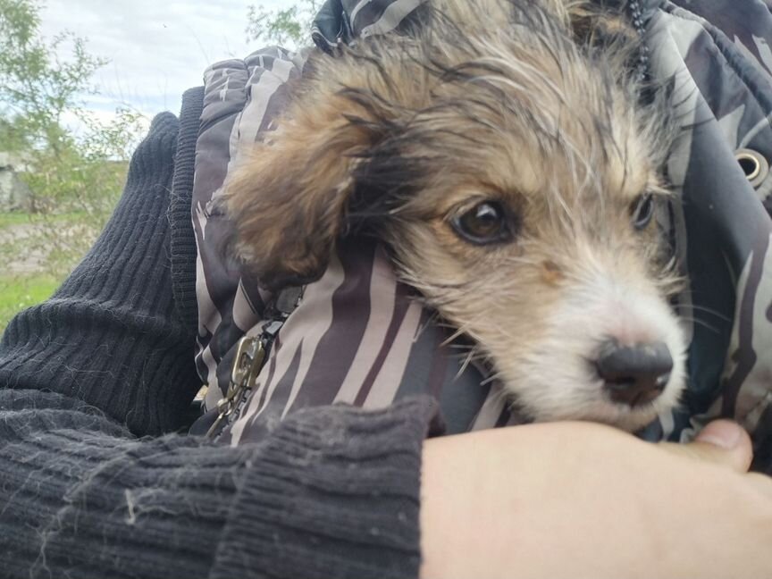 Собака дворняжка щенок