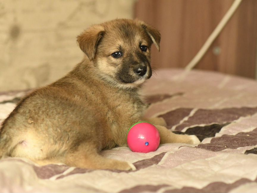 Щенок Коржик в добрые люди