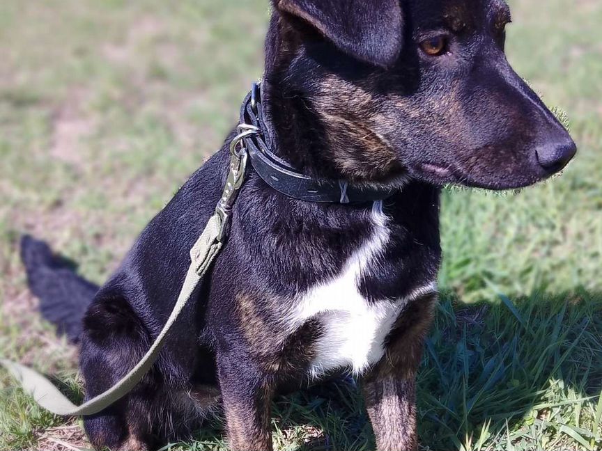 Собака в добрые руки