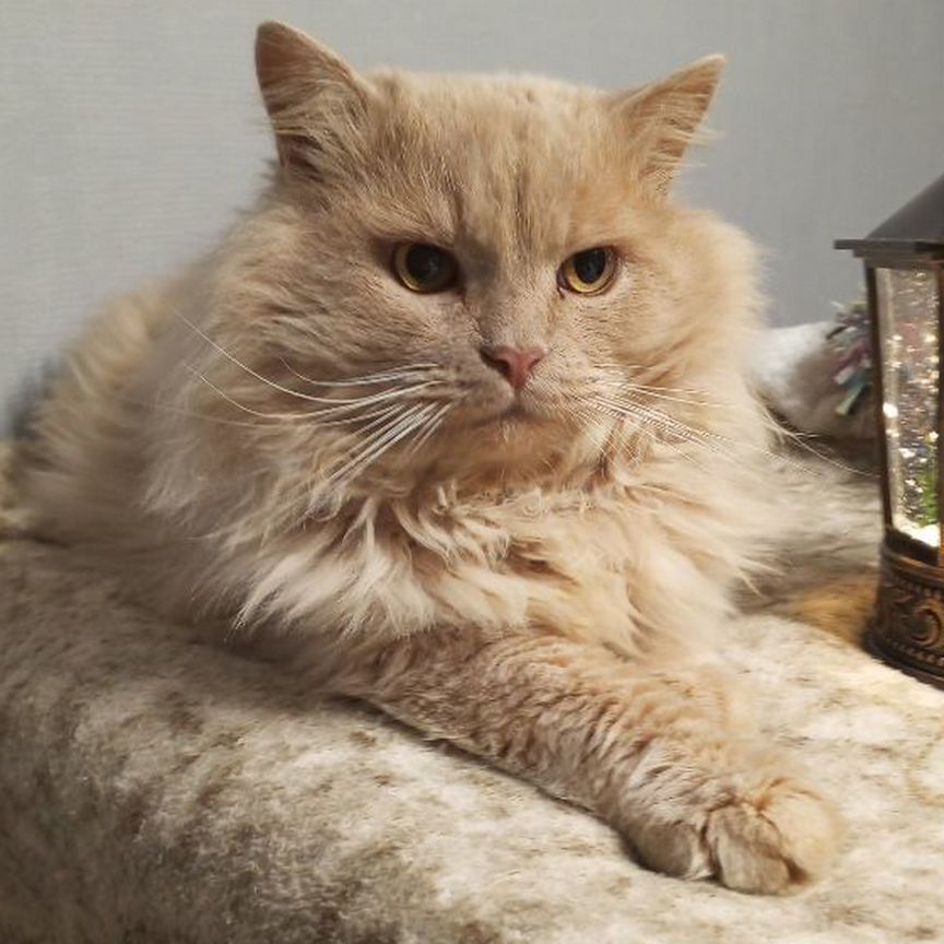 Взрослый кот в добрые руки