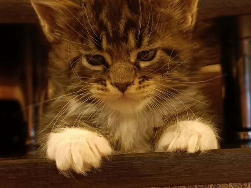 Котята мэйнкун