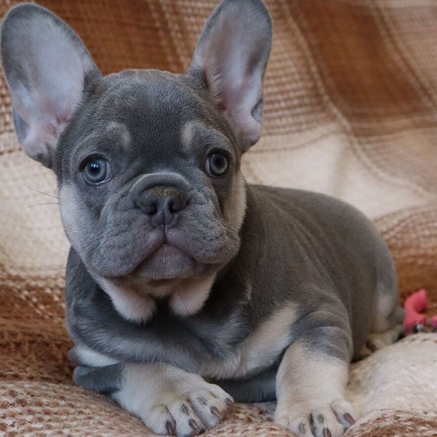 Французский бульдог, щенок