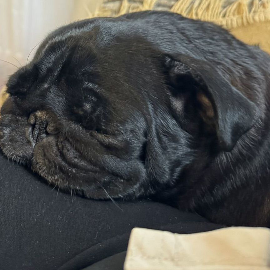 Мопс, взрослая собака