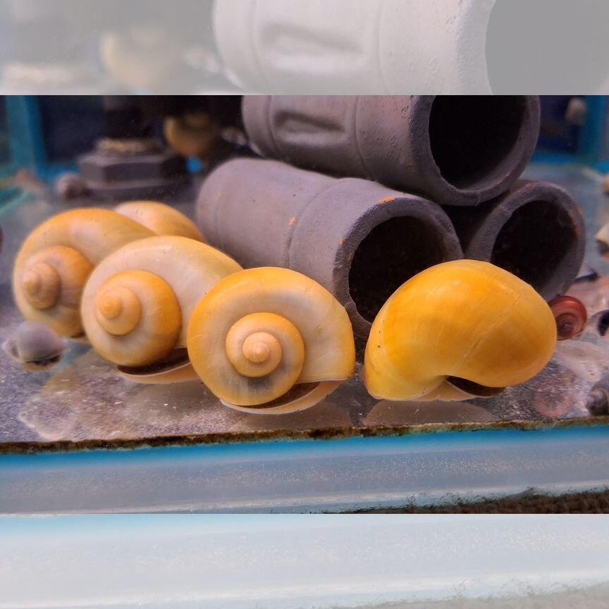 Большая улитка Ампулярия желтая