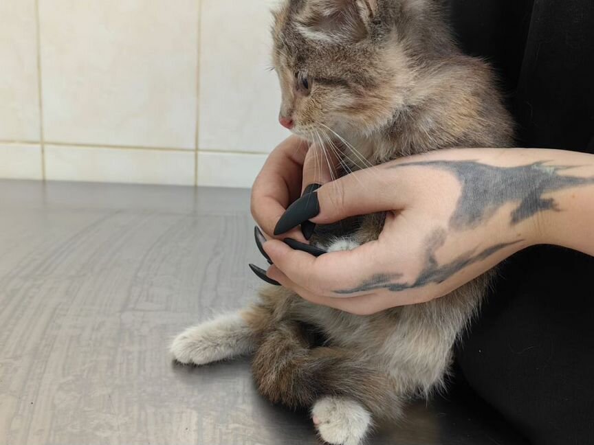 Котенок в добрые руки