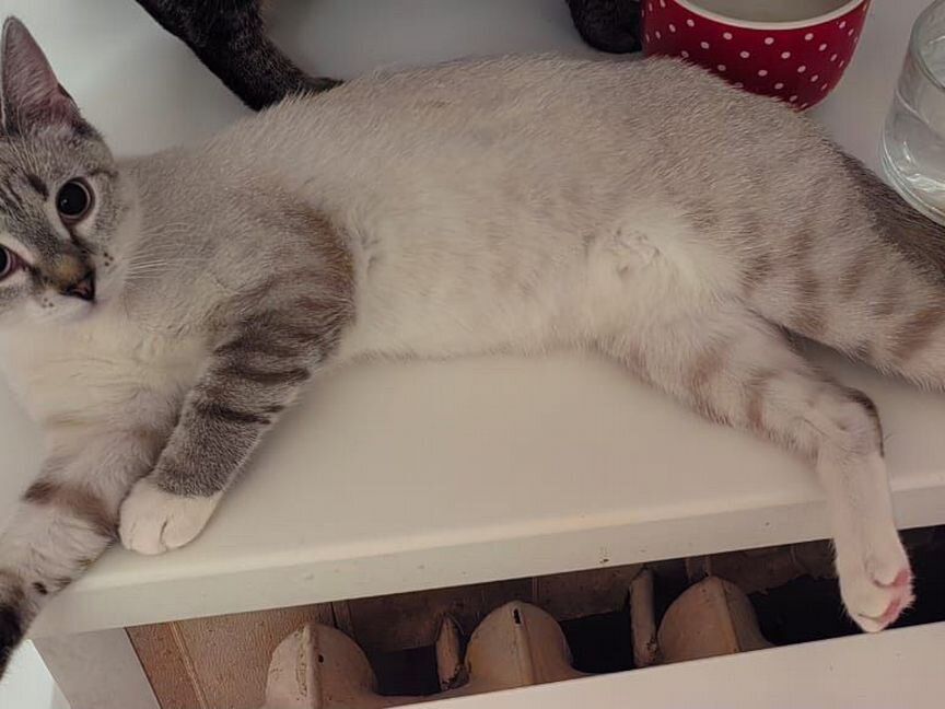 Тайский котенок в добрые руки