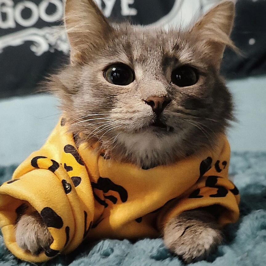 Кошечка Сара