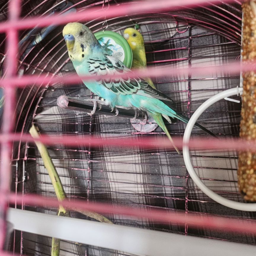 Попугай девочка и мальчик с клеткой