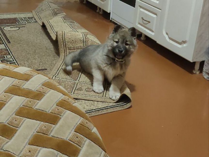 Щенок хаски бесплатно