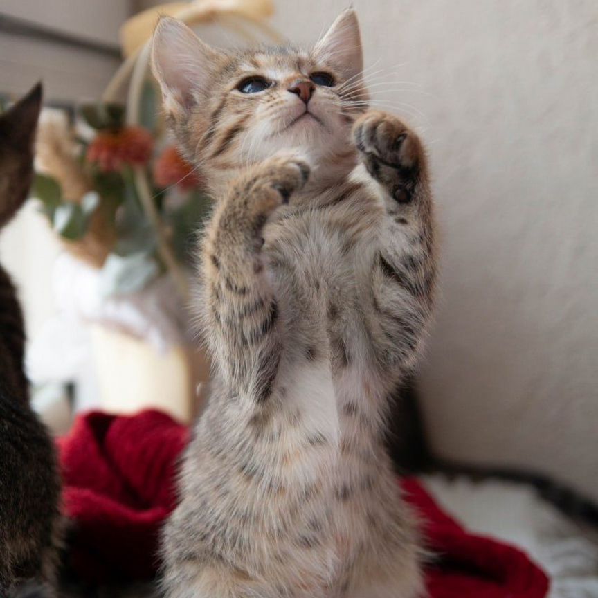Котёнок