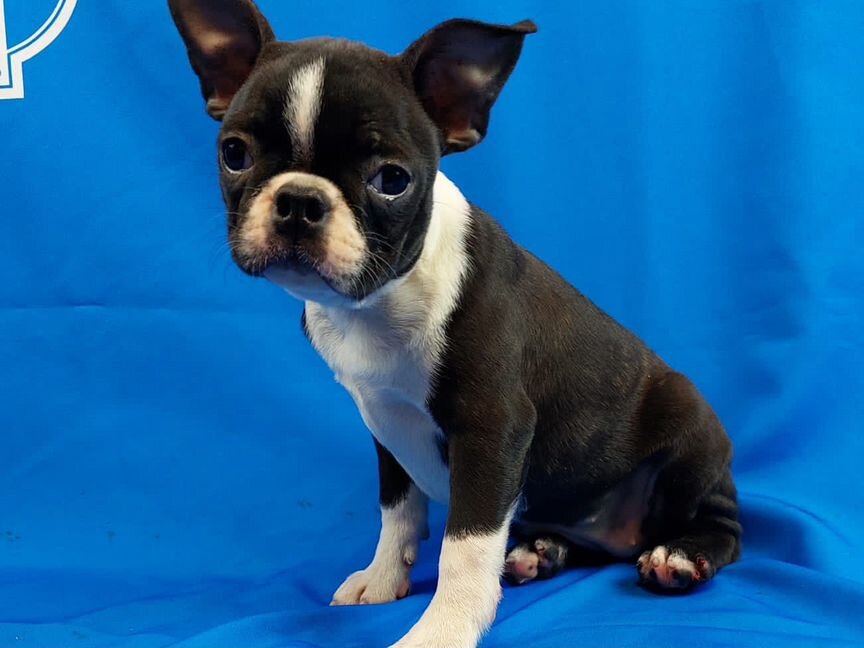 Бостон терьер - щенки