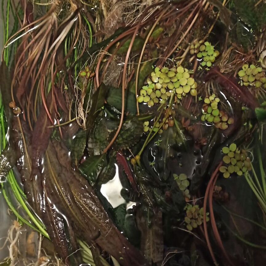 Аквариумные растения