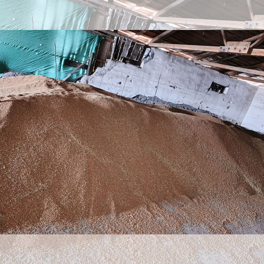 Пшеница в мешках, без доставки