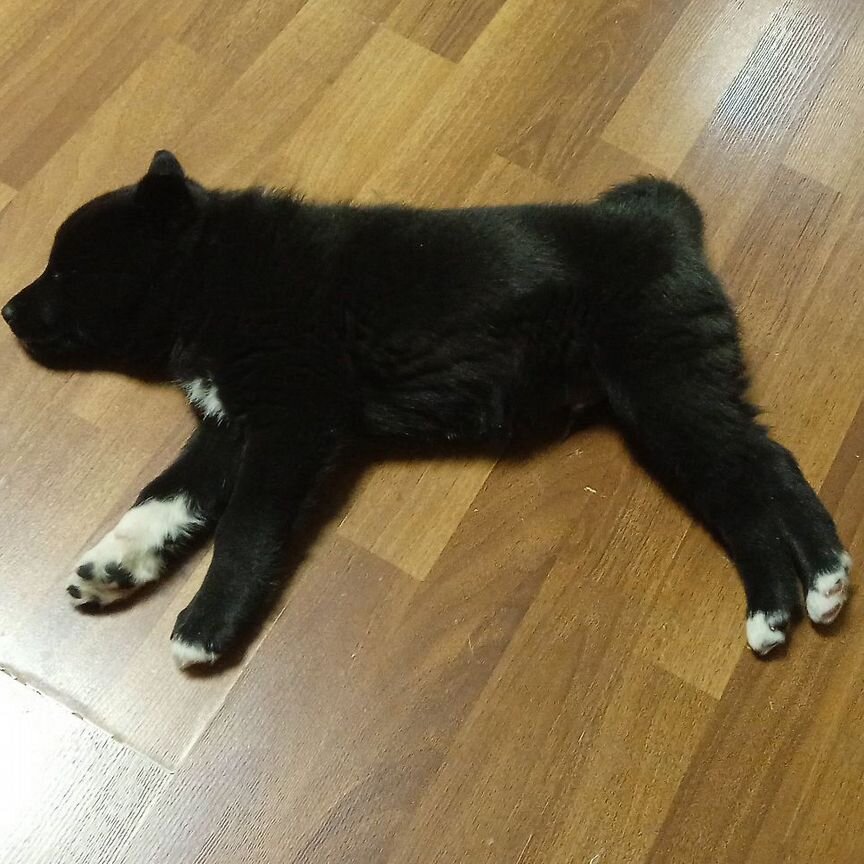 Русско-европейская лайка, щенок