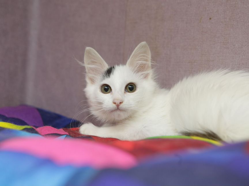 Котенок
