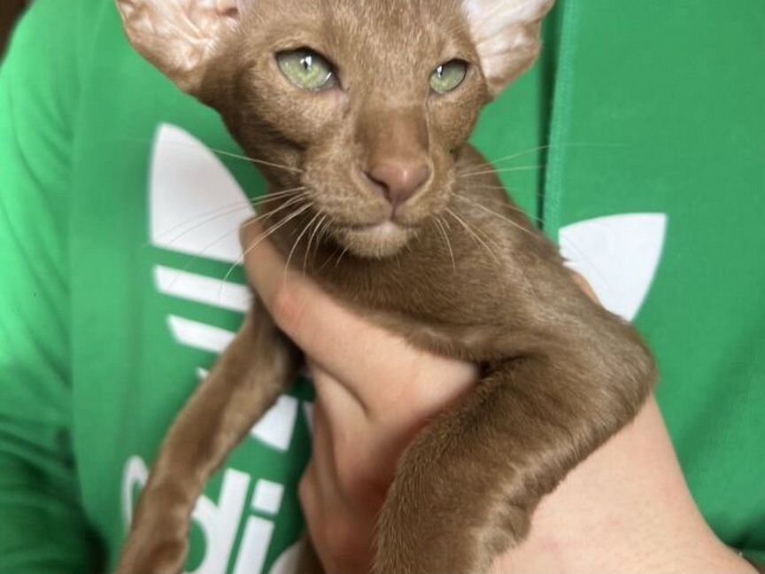 Ориентальные котята