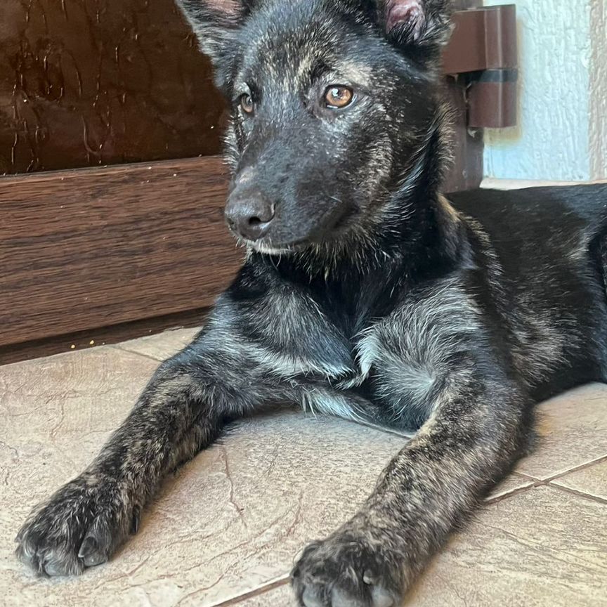 Тигра и Луи щенки из приюта