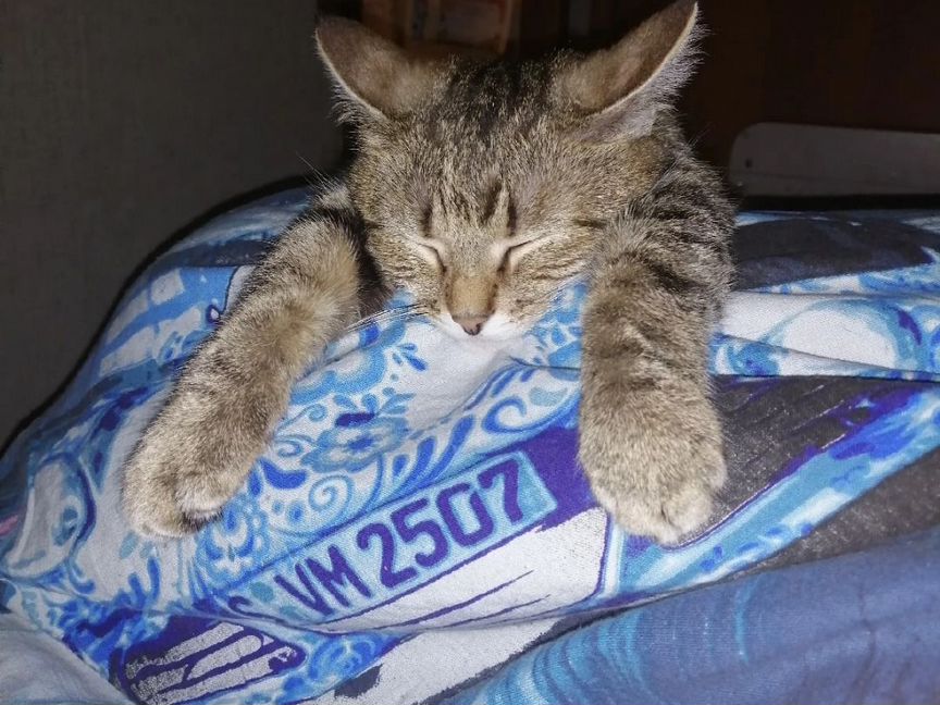 Кошка Варвара