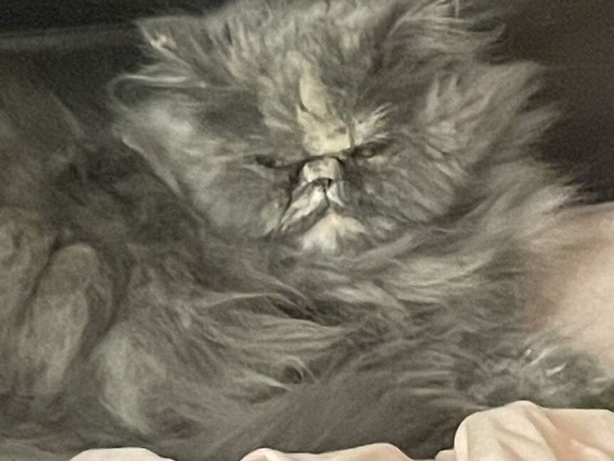 Персидская кошка вязка