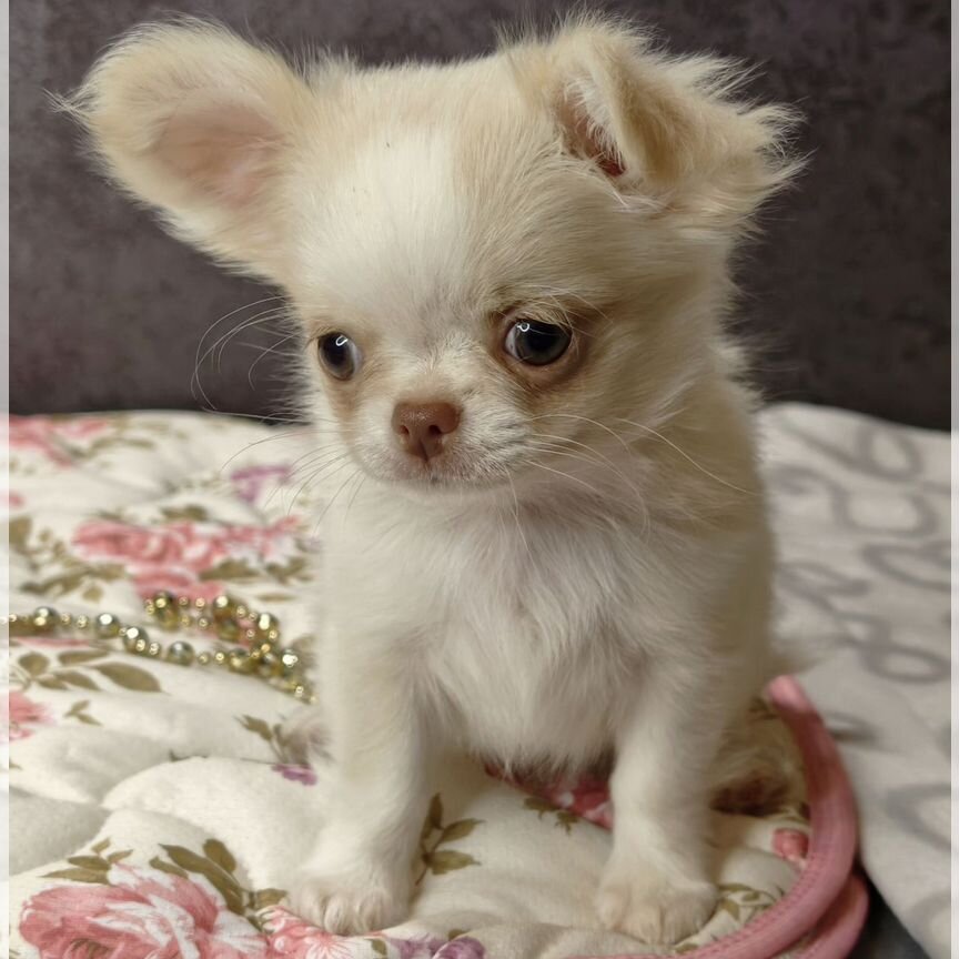 Чихуахуа, щенок