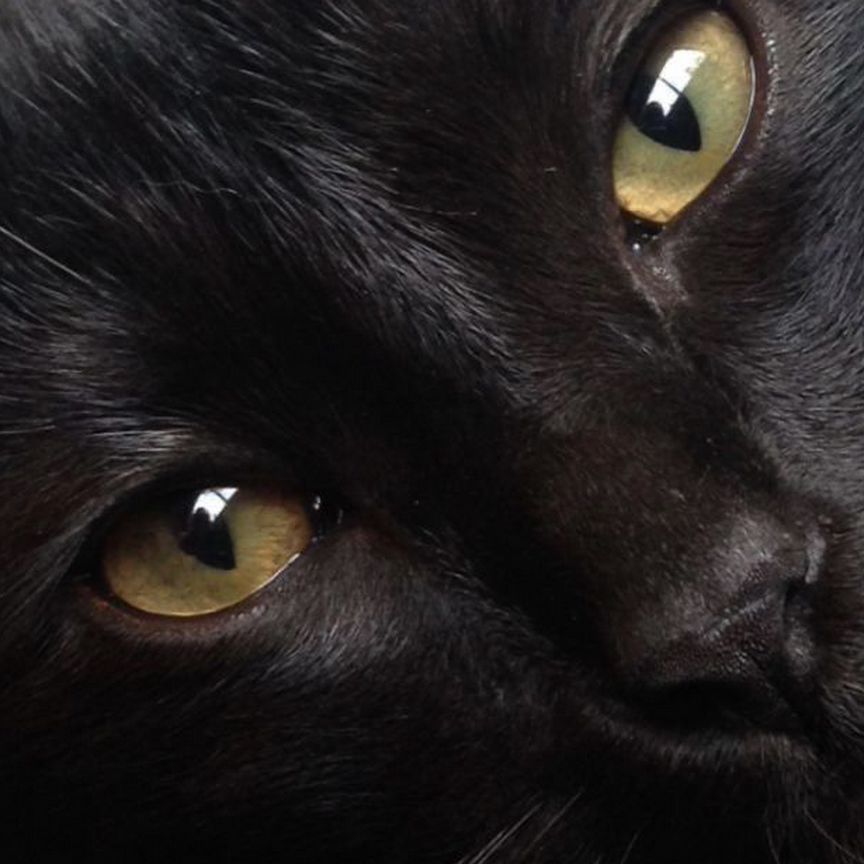 Кошечка в хорошие руки