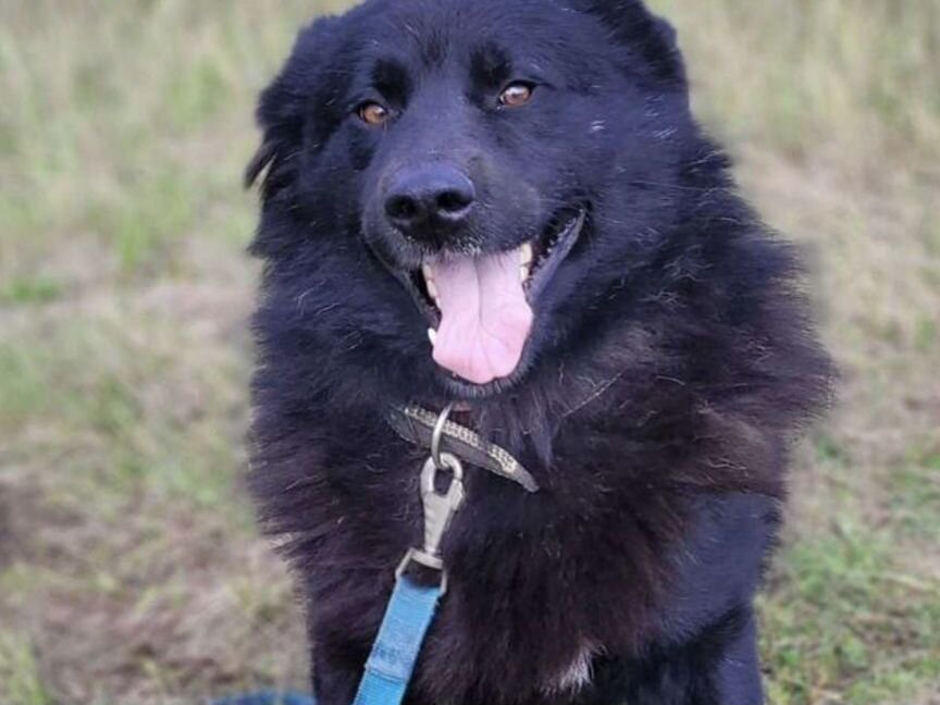 Очаровательный пес ищет дом