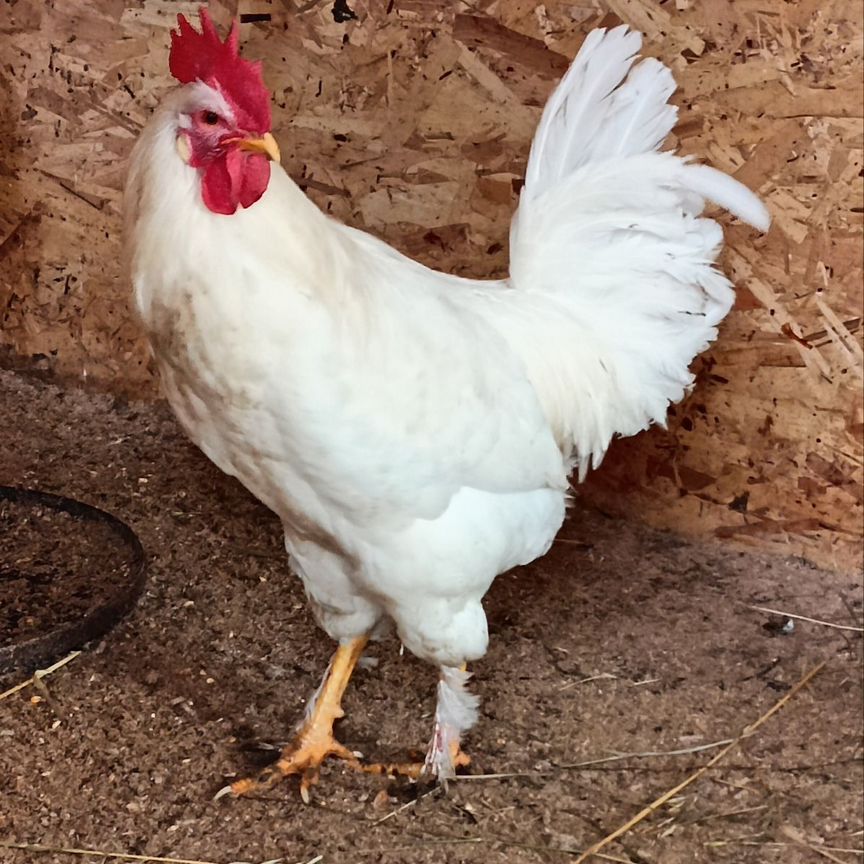 Молодые петухи