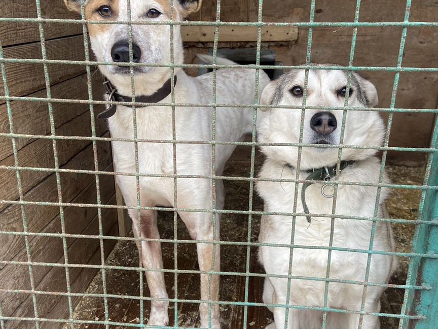 Кевин и Леся ждут хозяев