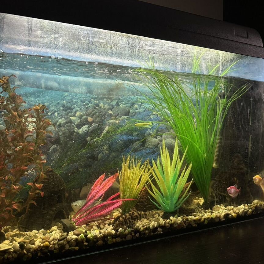 Отдам рыбок