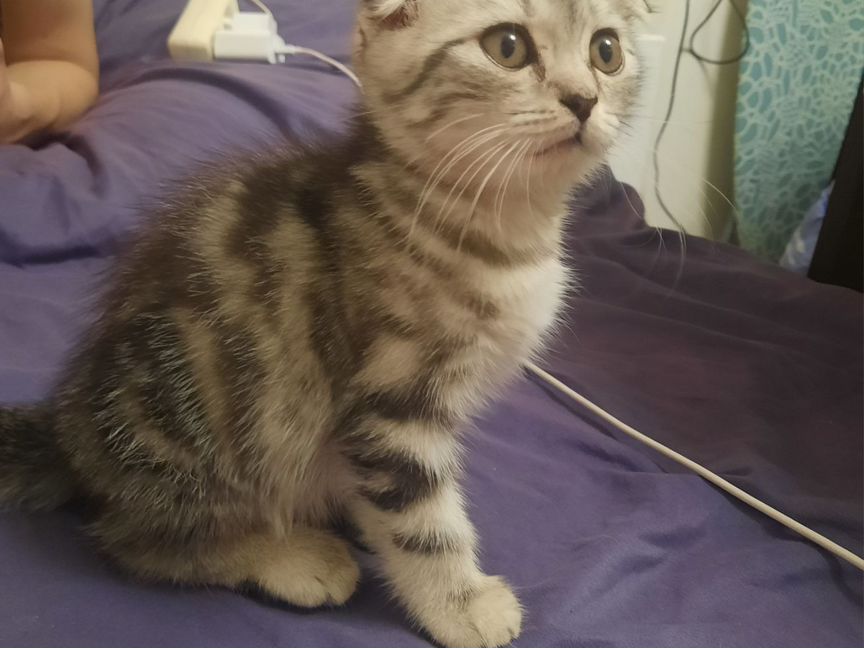 Британский вислоухий