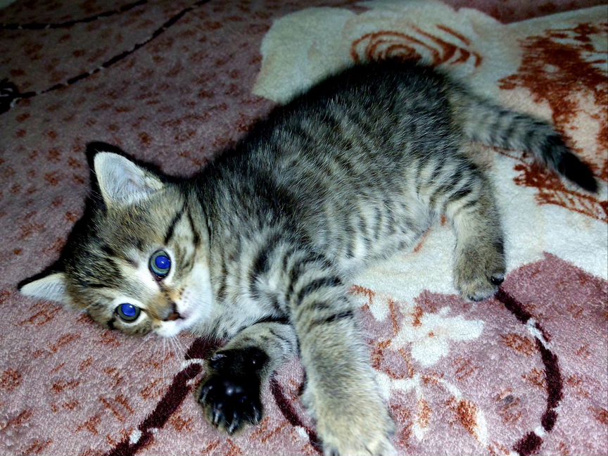 Котик 1 месяц