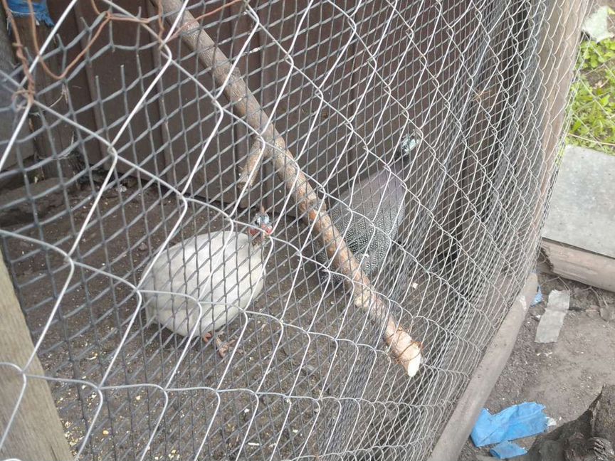 Продам яйца инкубационные