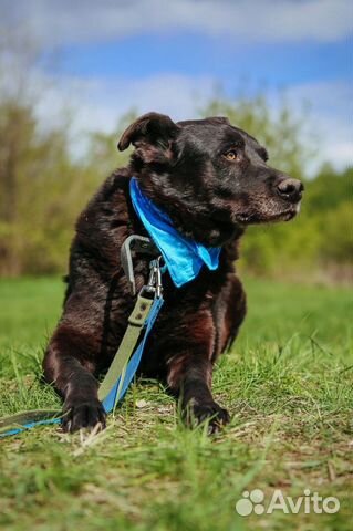 Ну оооочень большой и трусливый